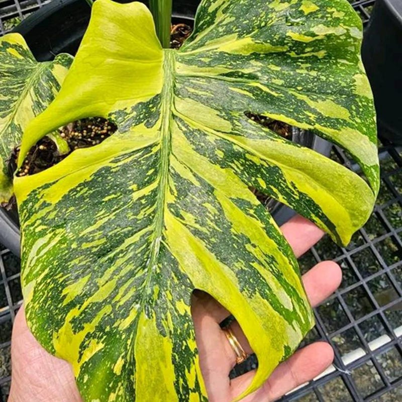 Indoor Greenhouse - Etsy