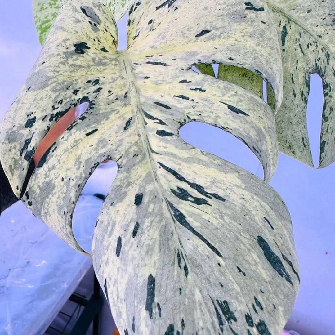 Monstera Deliciosa Vietciosa Mutation Variegated Rooted Nodes Cuttings ...