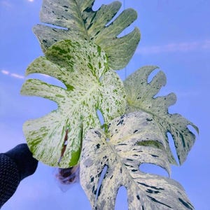 Monstera Deliciosa Vietciosa Mutation Variegated Rooted Nodes Cuttings ...