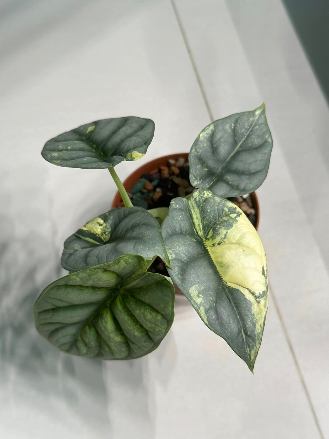 Alocasia Dragon Scale Variegated Corms With Free Phyto - Etsy Canada