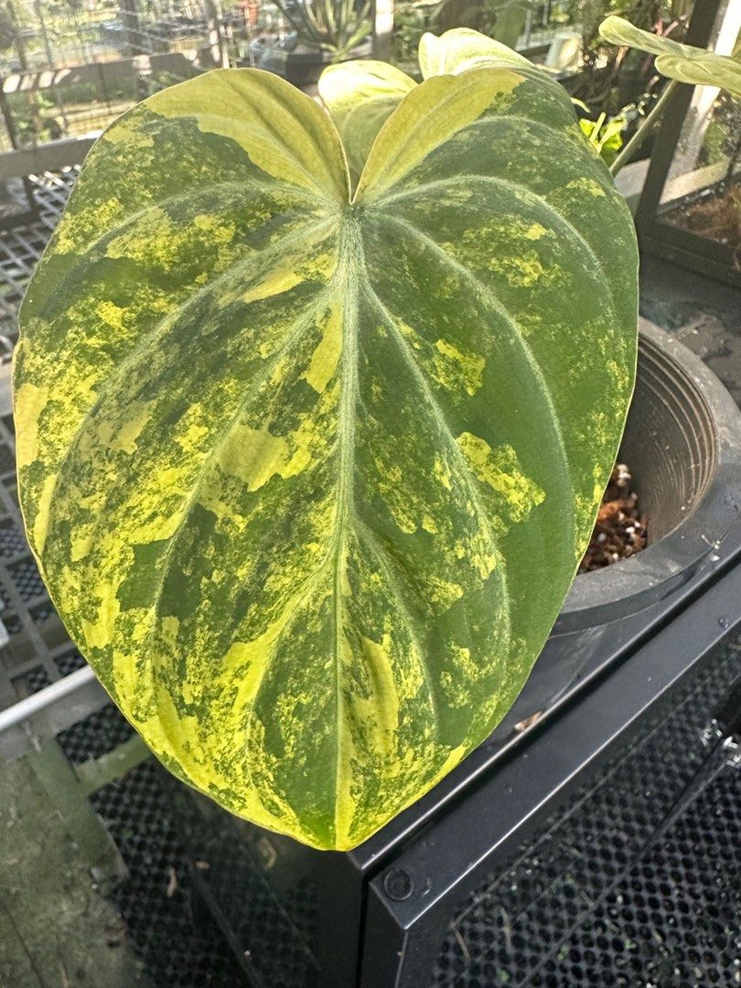 Philodendron Gloriosum Variegated Rooted Nodes Cutting With - Etsy