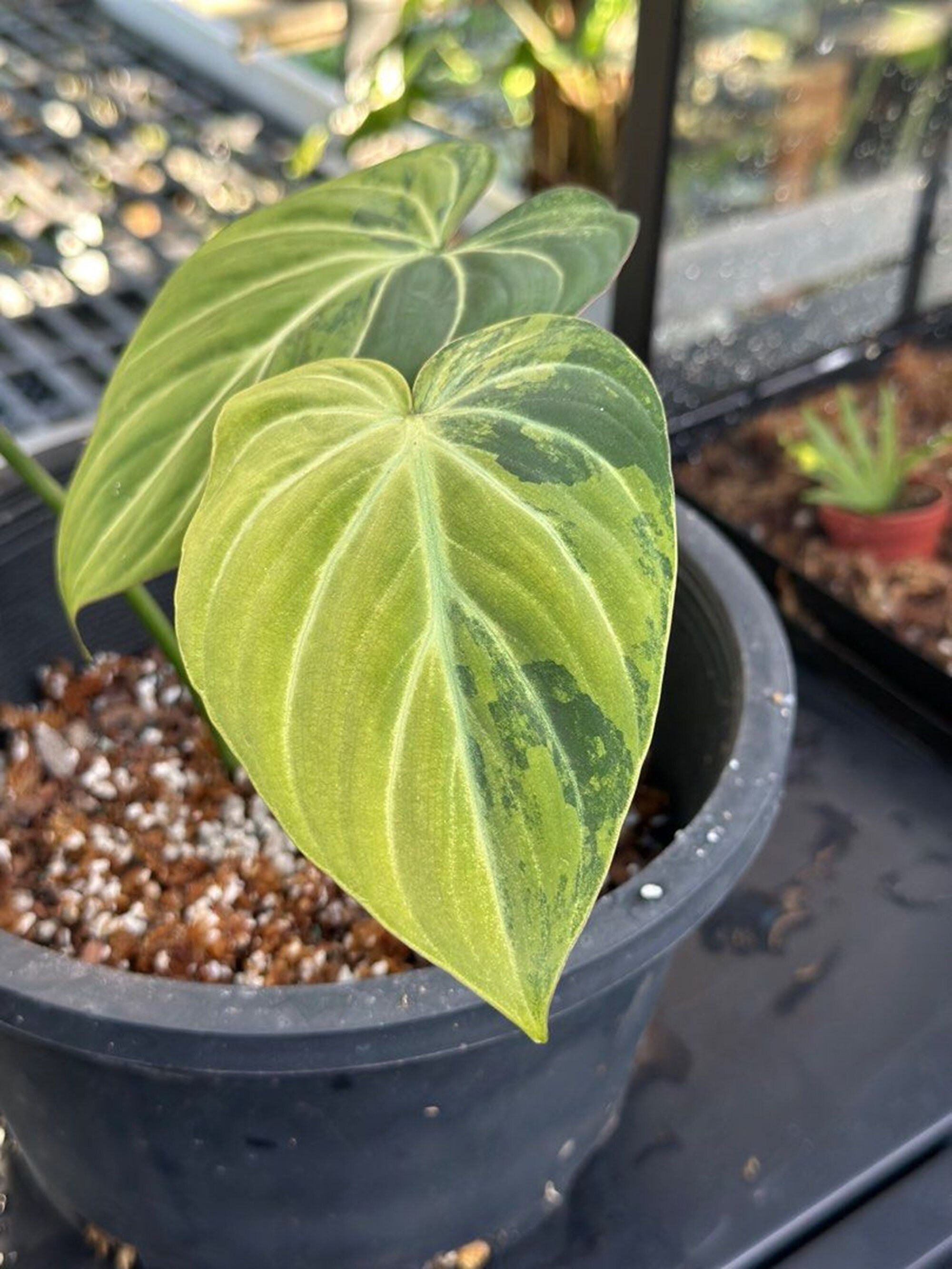 Philodendron Gloriosum Variegated Rooted Nodes Cutting With - Etsy