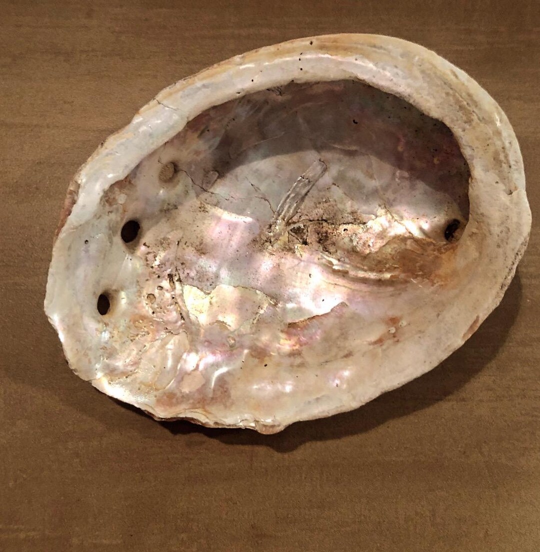 Small Abolone Shell Ohlone Indians Native American Sage Smudge - Etsy