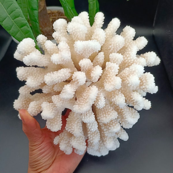 Large White Coral - Etsy