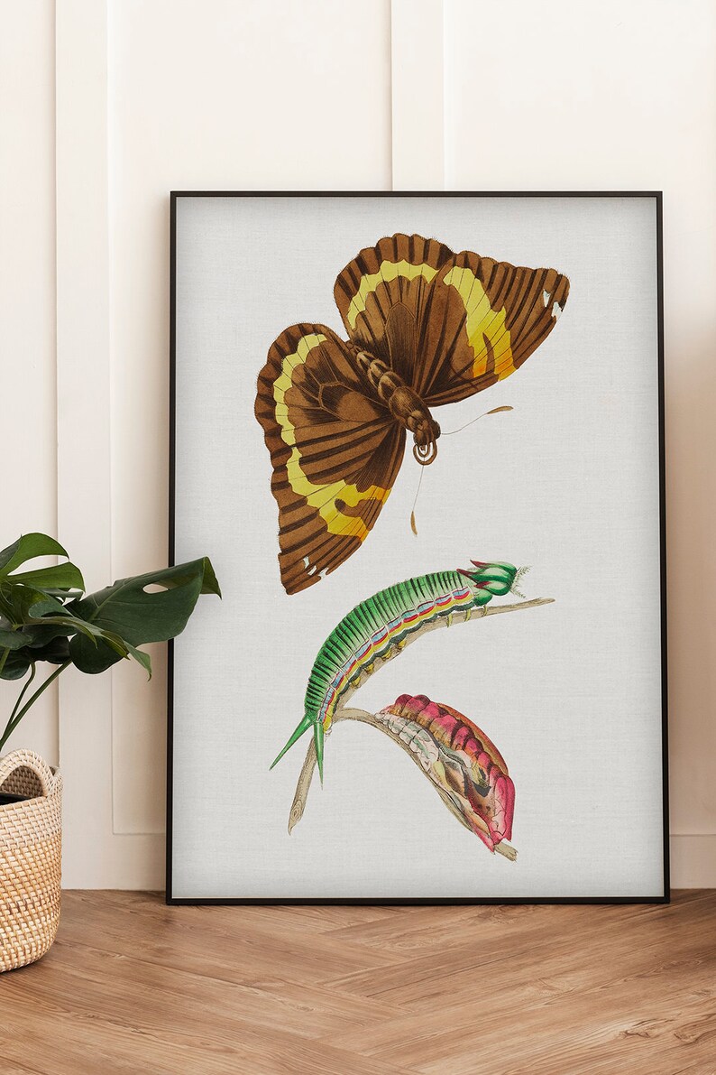 A Set of 34 George Shaw Illustrations Circa 1789-1813 Digital Download ...