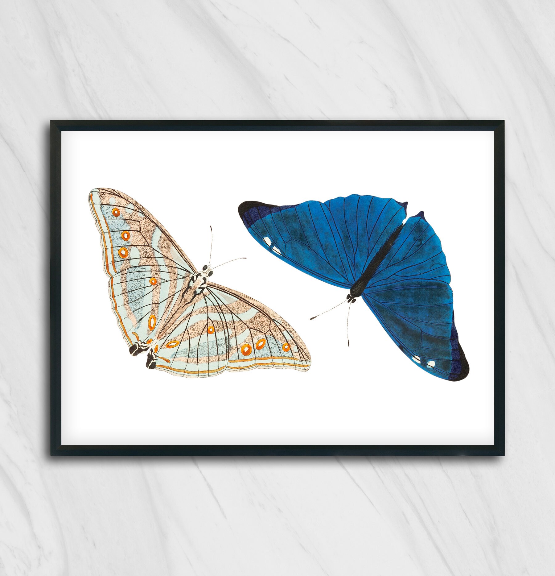 A Set of 34 George Shaw Illustrations Circa 1789-1813 Digital Download ...