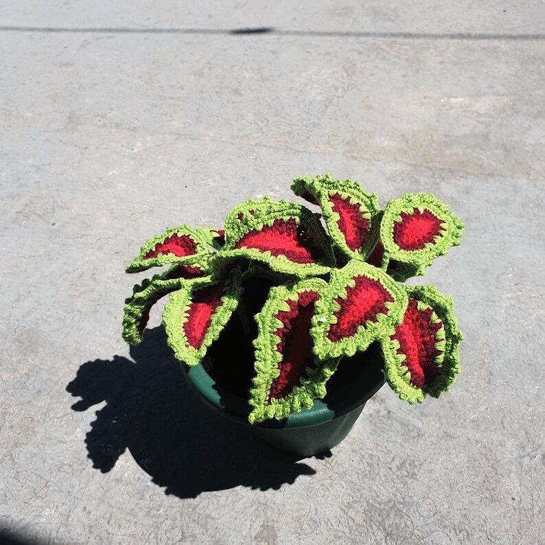 PATTERN Crochet Coleus Plant Cretona English & Español - Etsy