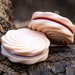 Viennese Whirl Fidget Slider | Satisfying Snappy Magnetic Fidget Toy - Etsy