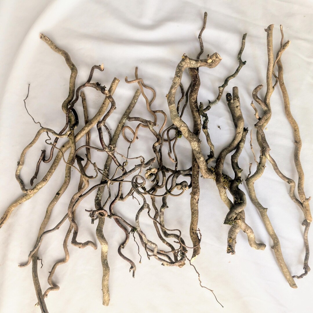 Twisted Hazel Sticks - Clearance - Smooth Sticks, Wand Making ...
