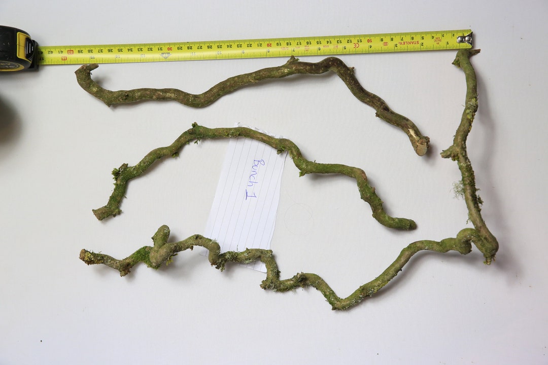 Twisted Hazel Branches 40cm Multi Option, Floristry, Craft, Wedding ...