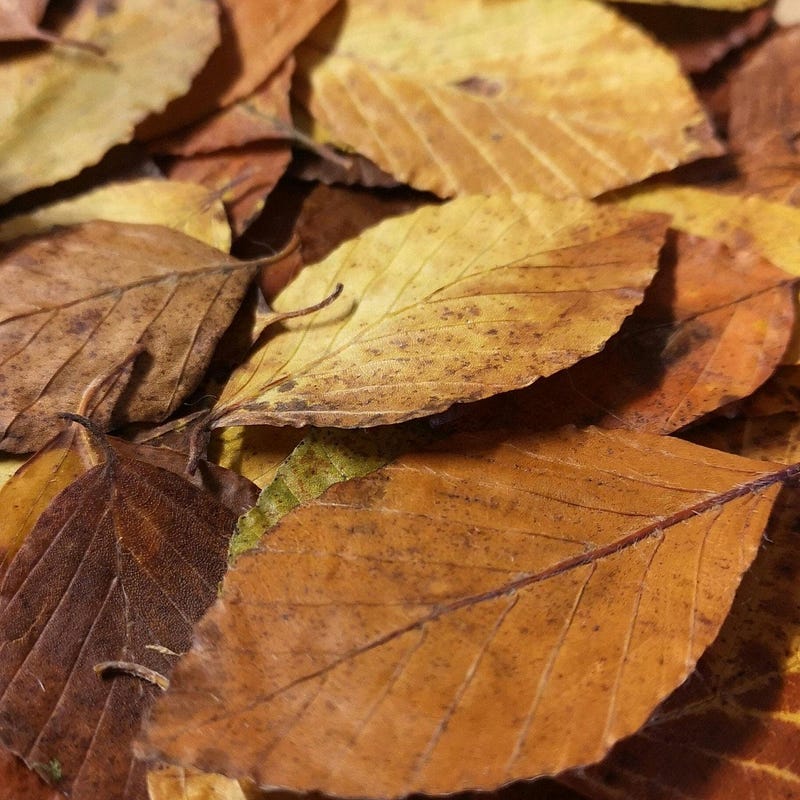 Autumn Leaves Cards - Etsy