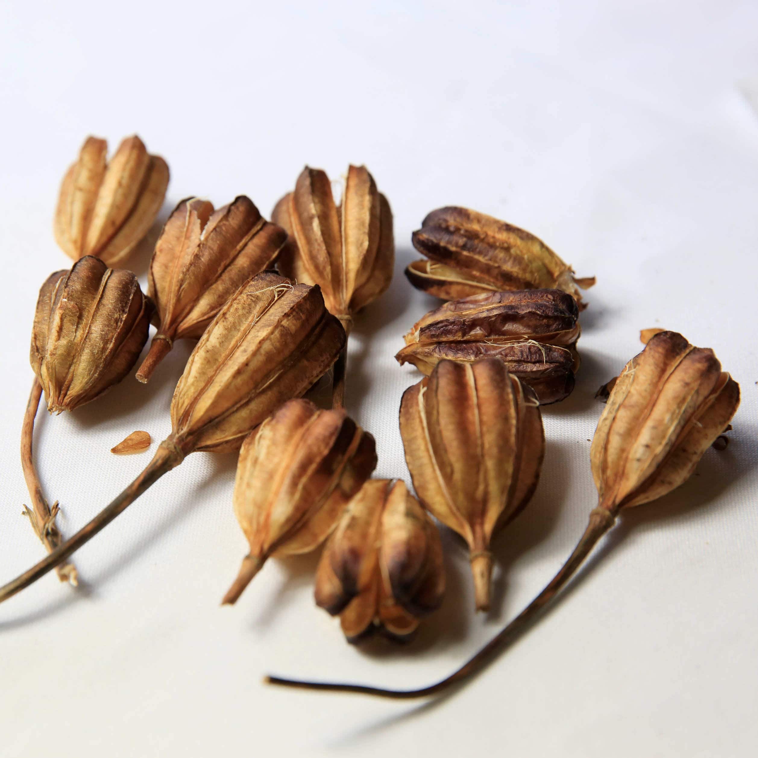 Daylily Seed Pods Dried Flowers, Crafting, Flower Arranging, Art ...