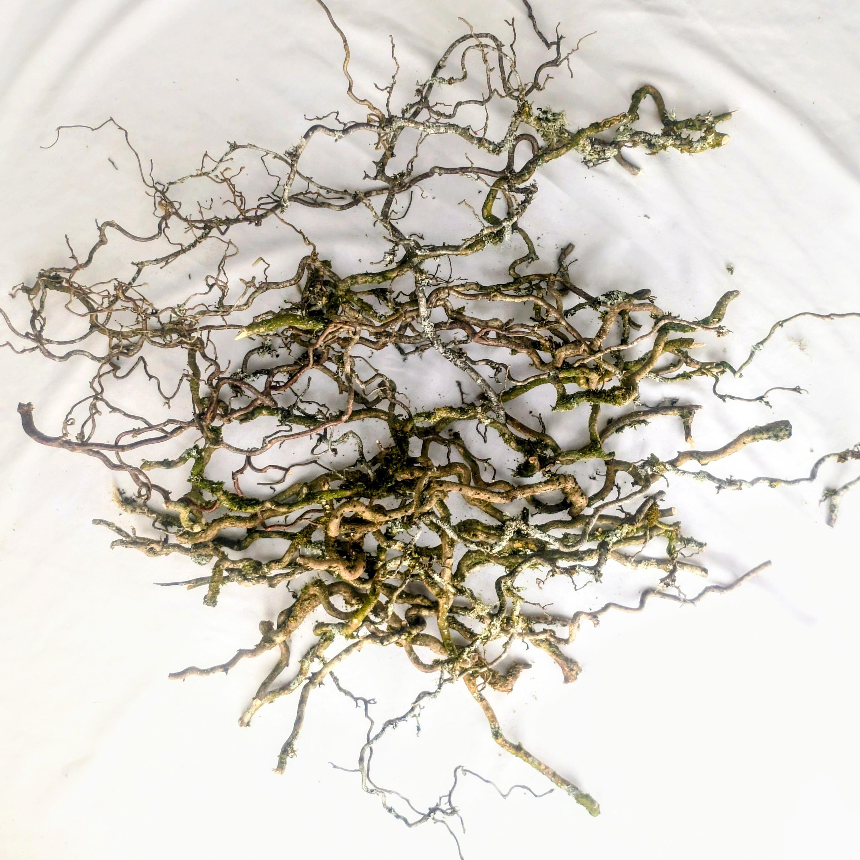 JOB LOT - Twisted Hazel Branches / Twigs. LARGE Narley Lichen and Moss ...