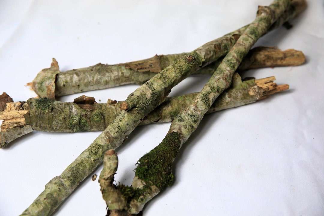4 Large Naturally Shed Rowan Sticks Collected From Celtic Wales Ideal ...