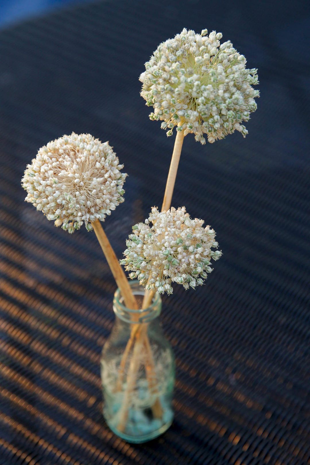 RARE Leek Seed Flower Heads, off Beat Wedding Flowers, Naturally Dried ...