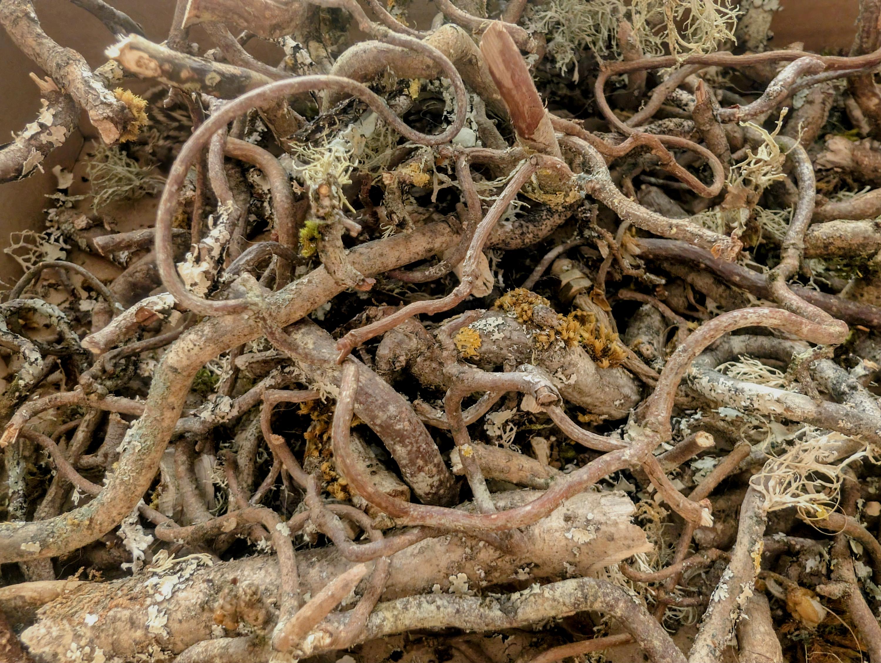 Loads of Mini Twisted Hazel Sticks - Small and Curly Twigs Ideal for ...