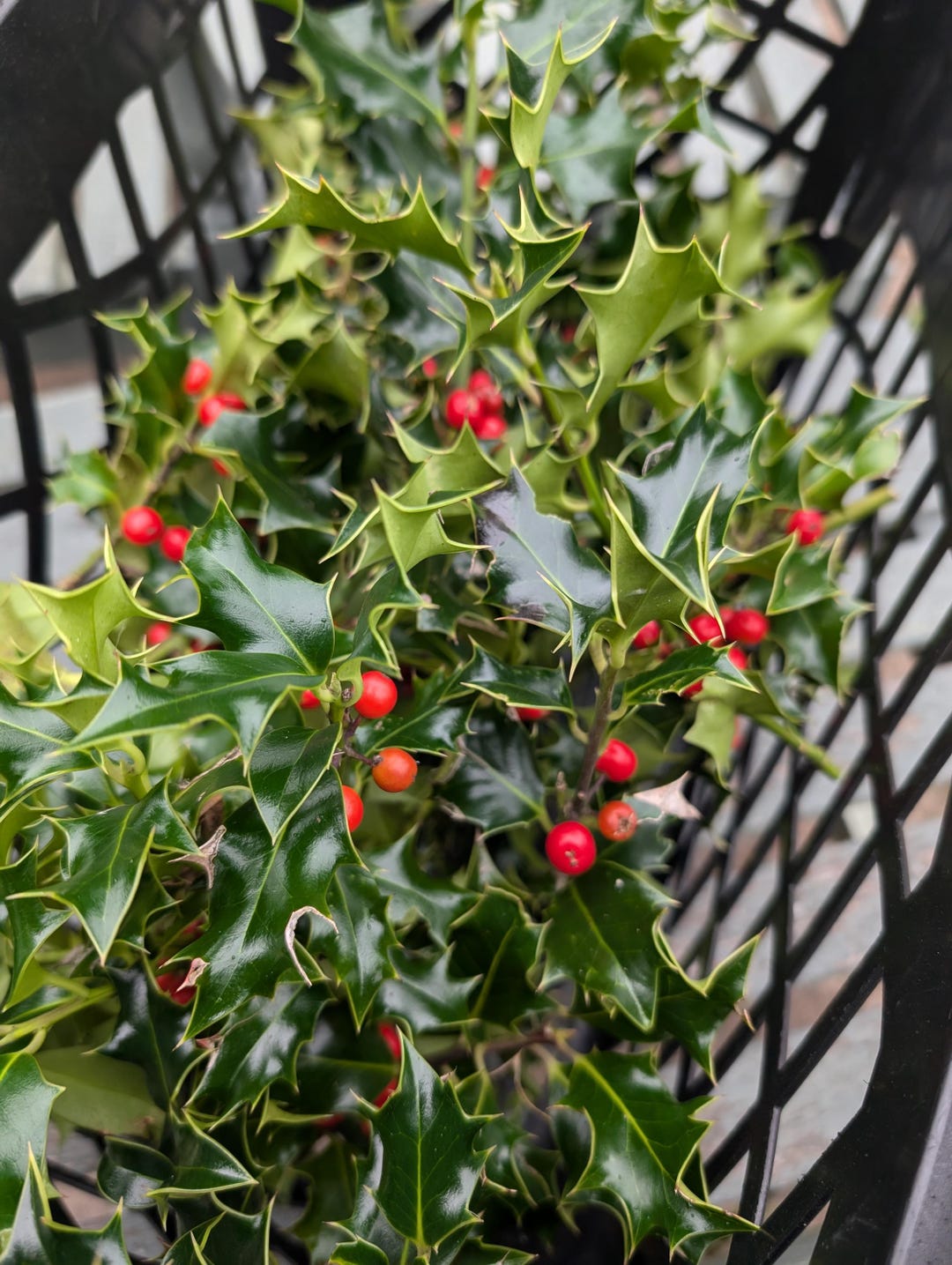 Fresh Holly Berry Sprigs Green Leaves & Red Berries Christmas Crafts ...