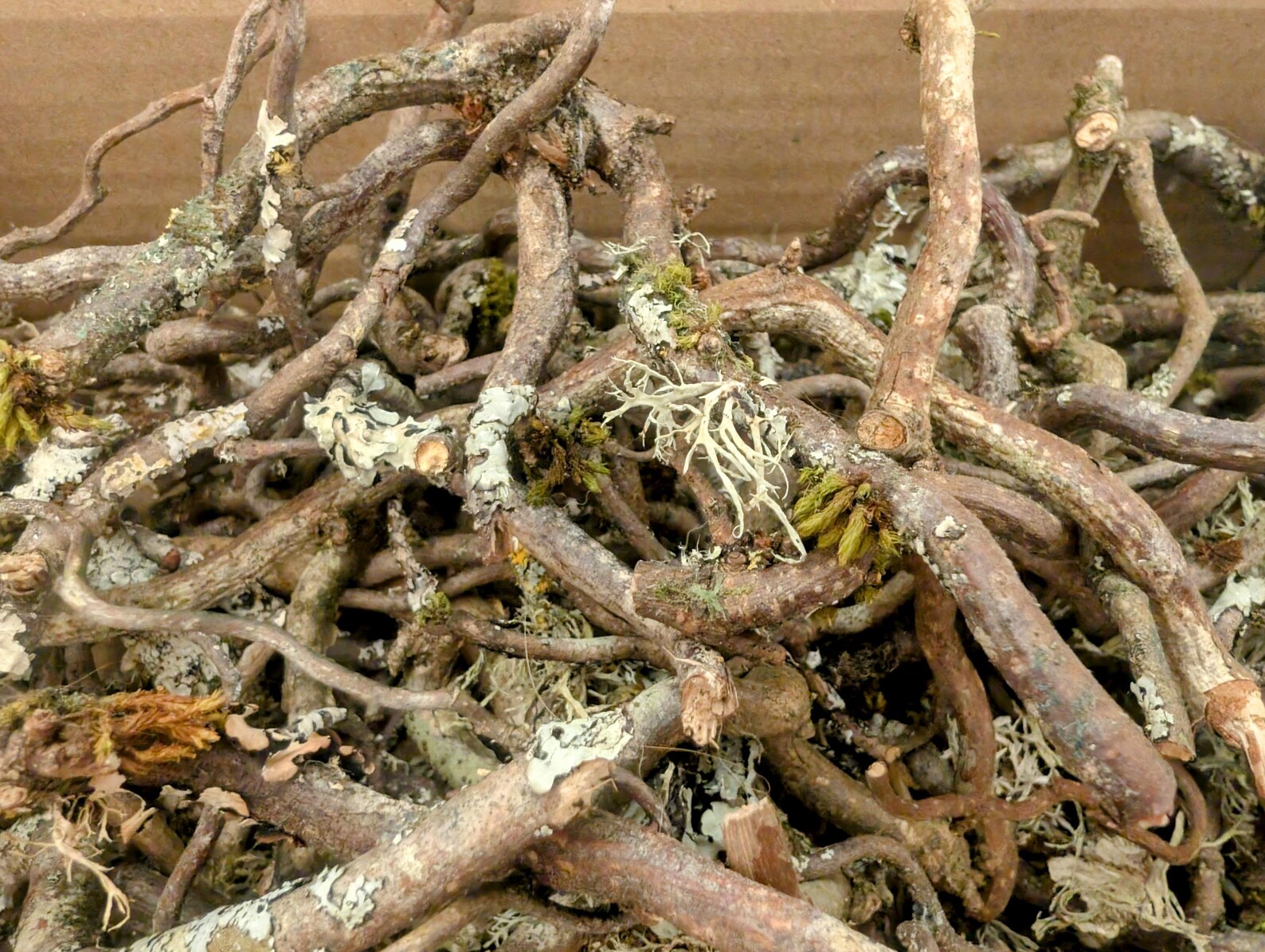 Loads of Mini Twisted Hazel Sticks - Small and Curly Twigs Ideal for ...