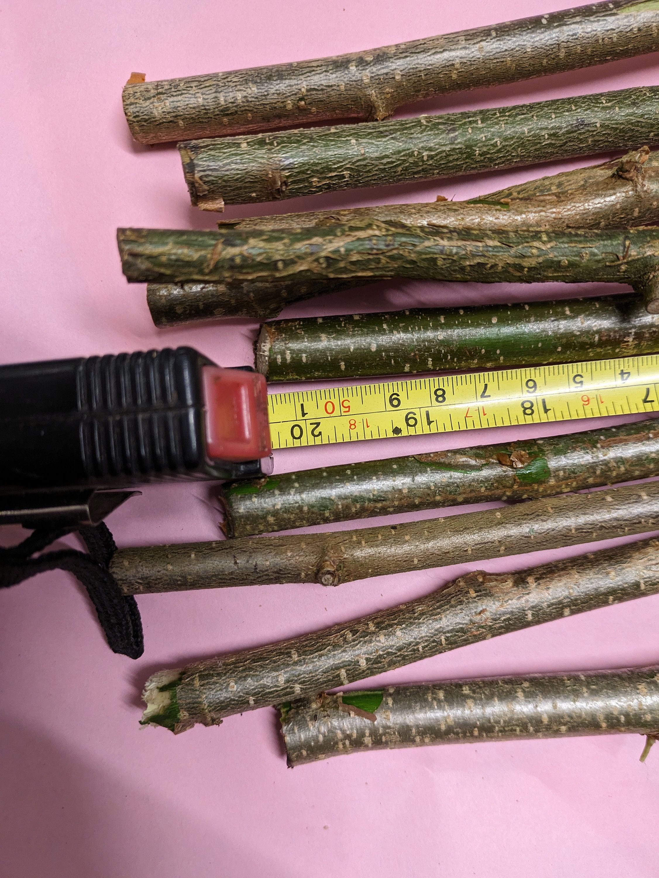 EXTRA THICK Straight Hazel Sticks - Perfect for Whittling, Wood Crafts ...