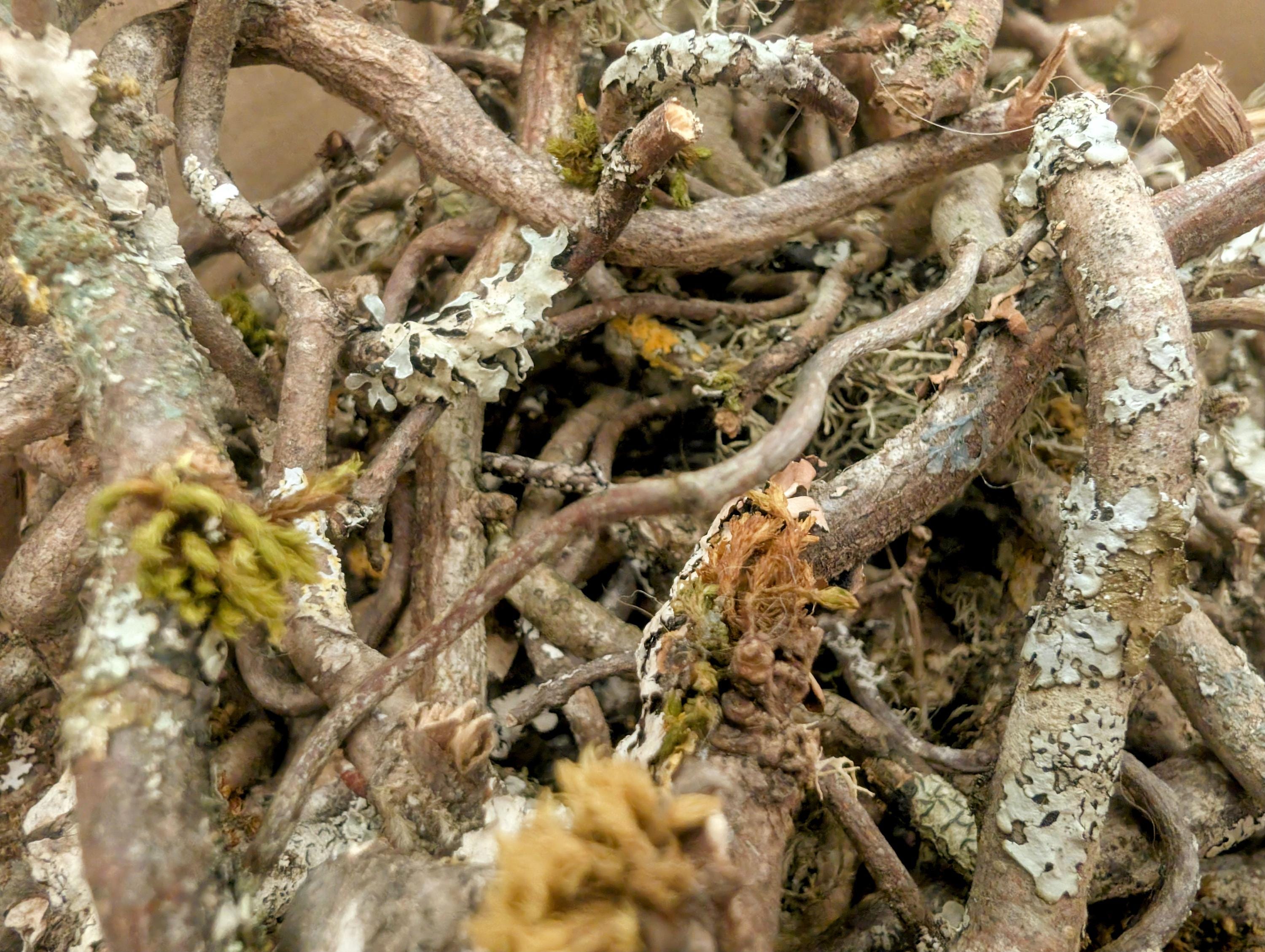 Loads of Mini Twisted Hazel Sticks - Small and Curly Twigs Ideal for ...