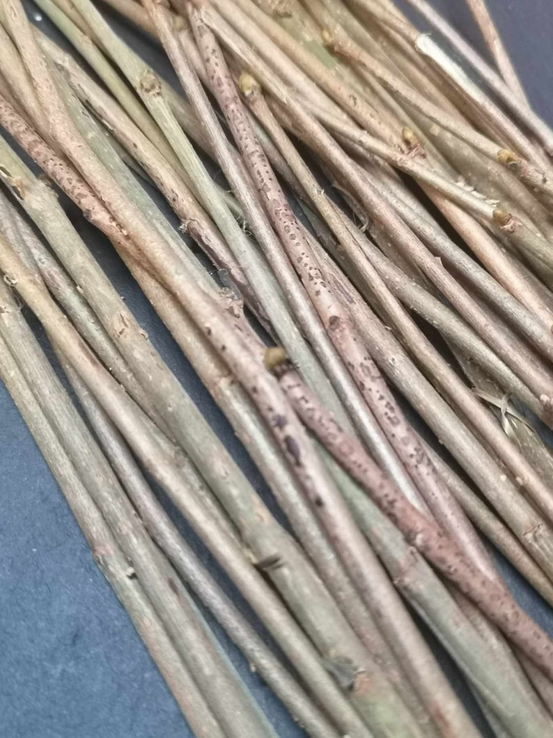 Thin Natural Hazel Wood Whips, Crafts Supplies - Celtic Craft Materials ...