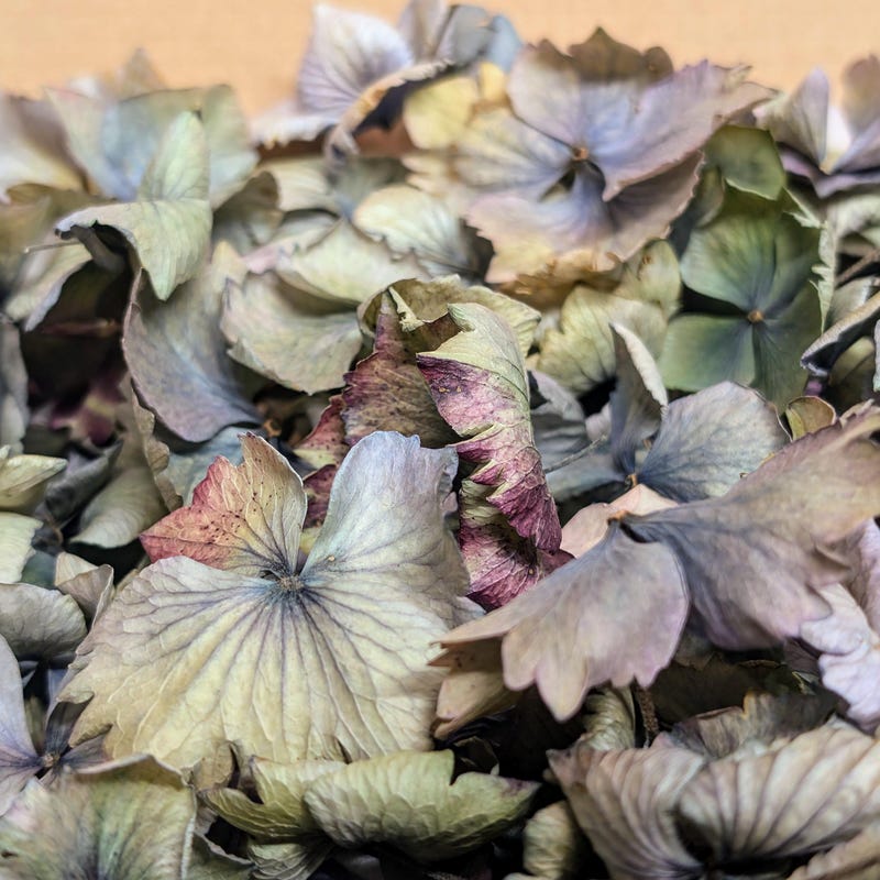 Dried Hydrangeas - Etsy