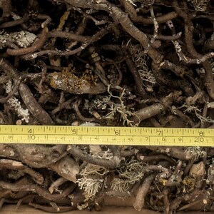 Loads of Mini Twisted Hazel Sticks - Small and Curly Twigs Ideal for ...