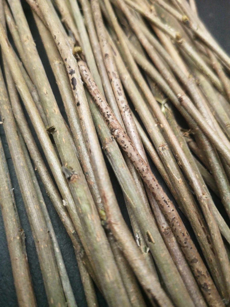 Thin Natural Hazel Wood Whips, Crafts Supplies - Celtic Craft Materials ...
