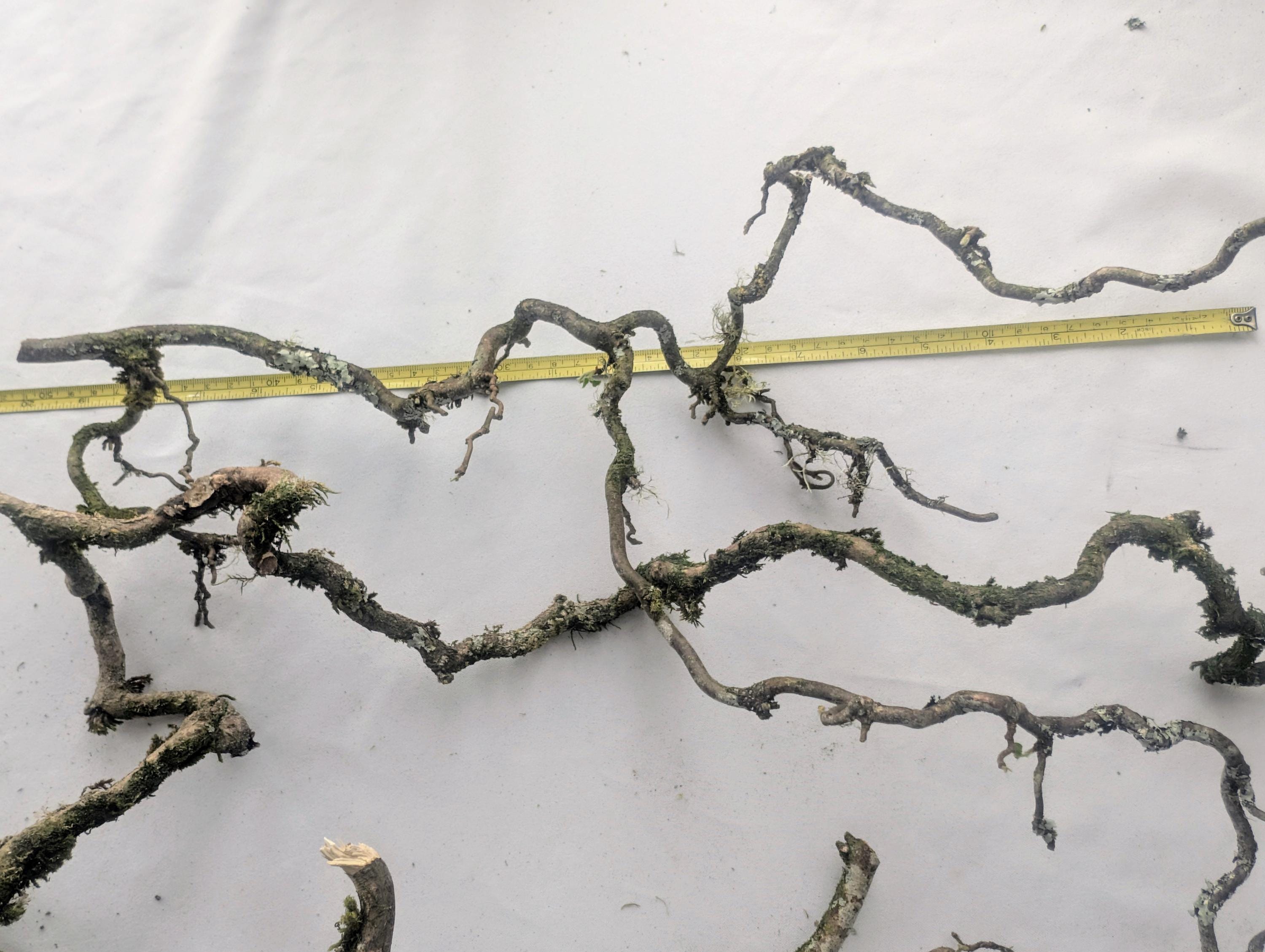 JOB LOT - Twisted Hazel Branches / Twigs. LARGE Narley Lichen and Moss ...