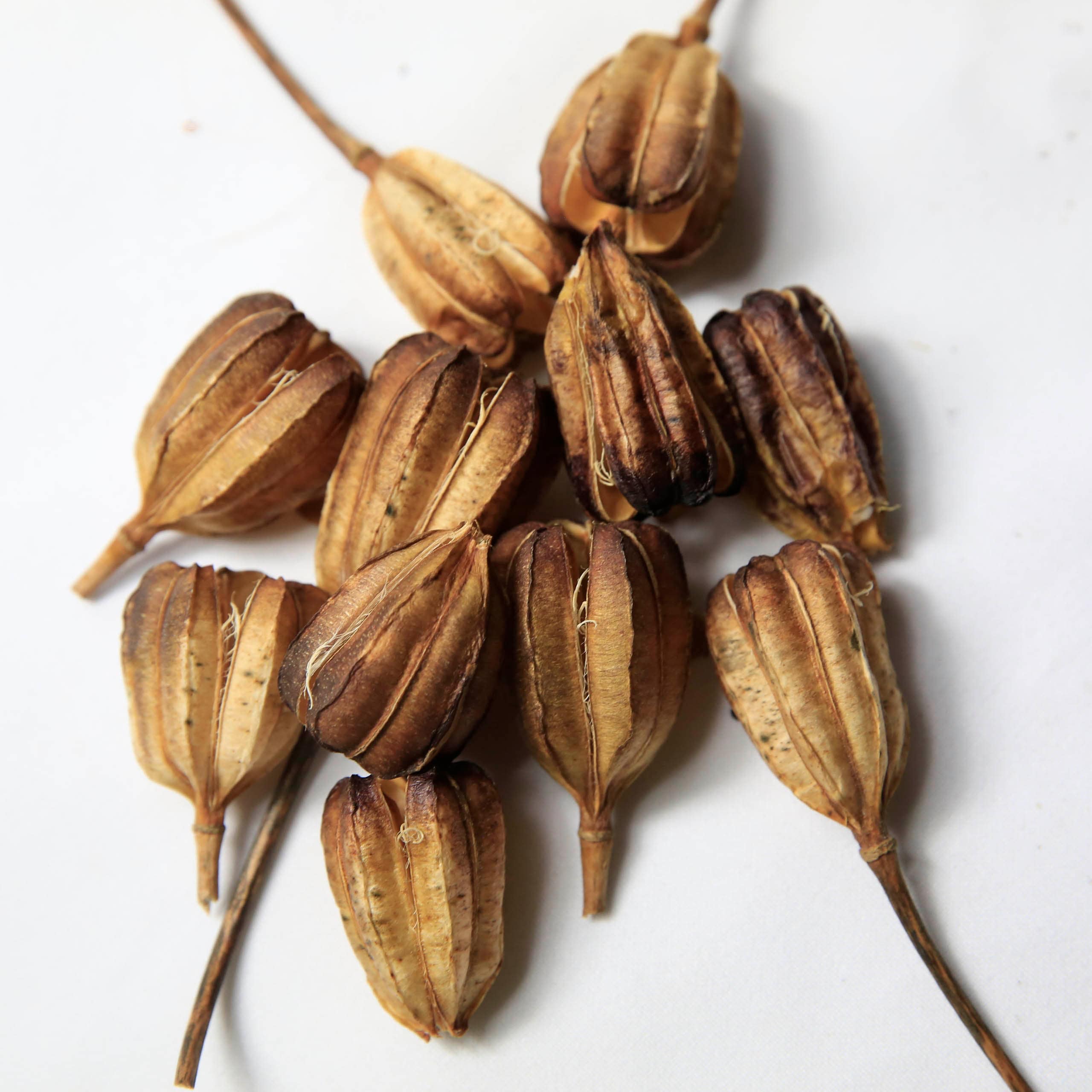 Daylily Seed Pods Dried Flowers, Crafting, Flower Arranging, Art ...