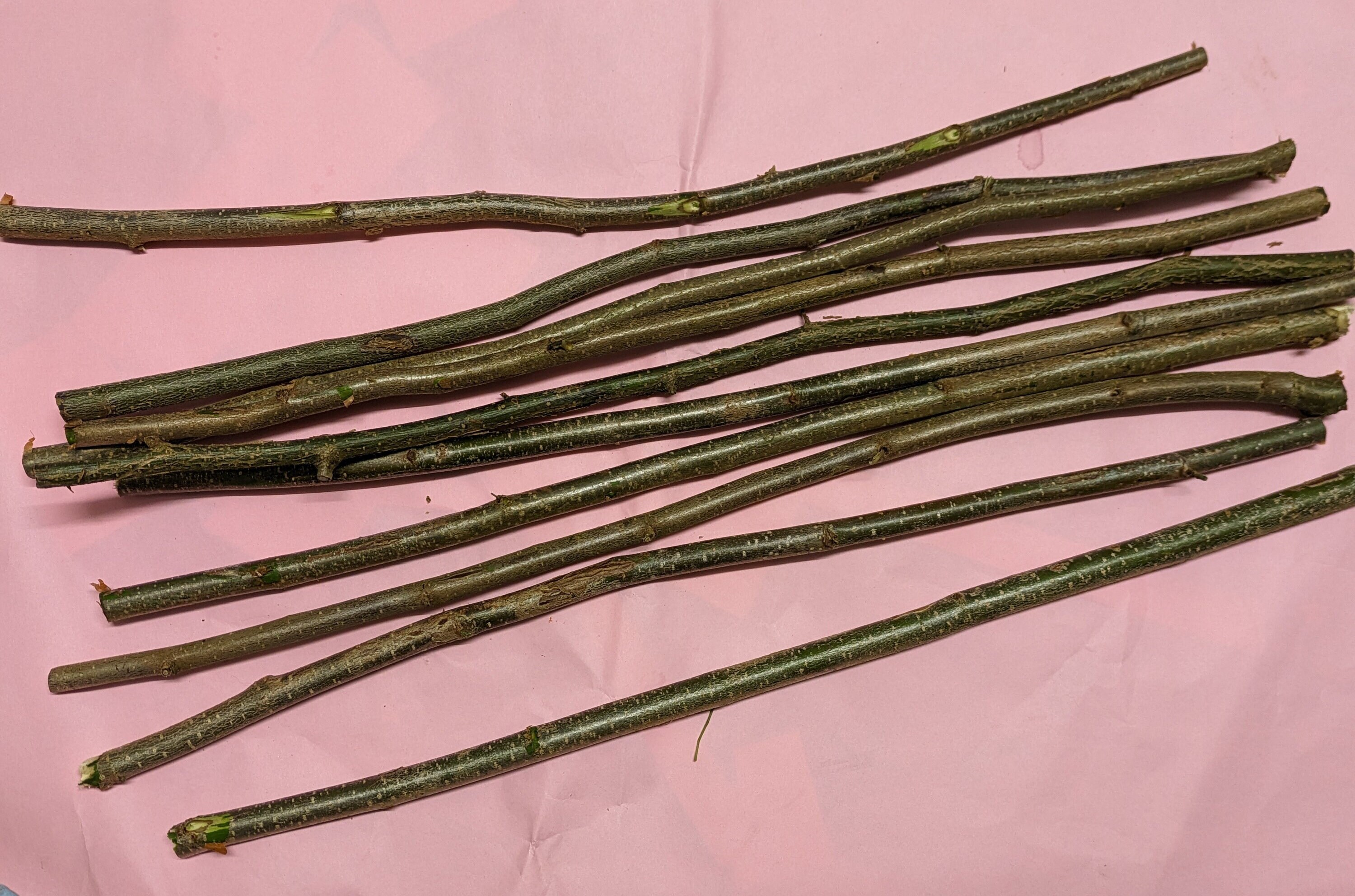 EXTRA THICK Straight Hazel Sticks - Perfect for Whittling, Wood Crafts ...