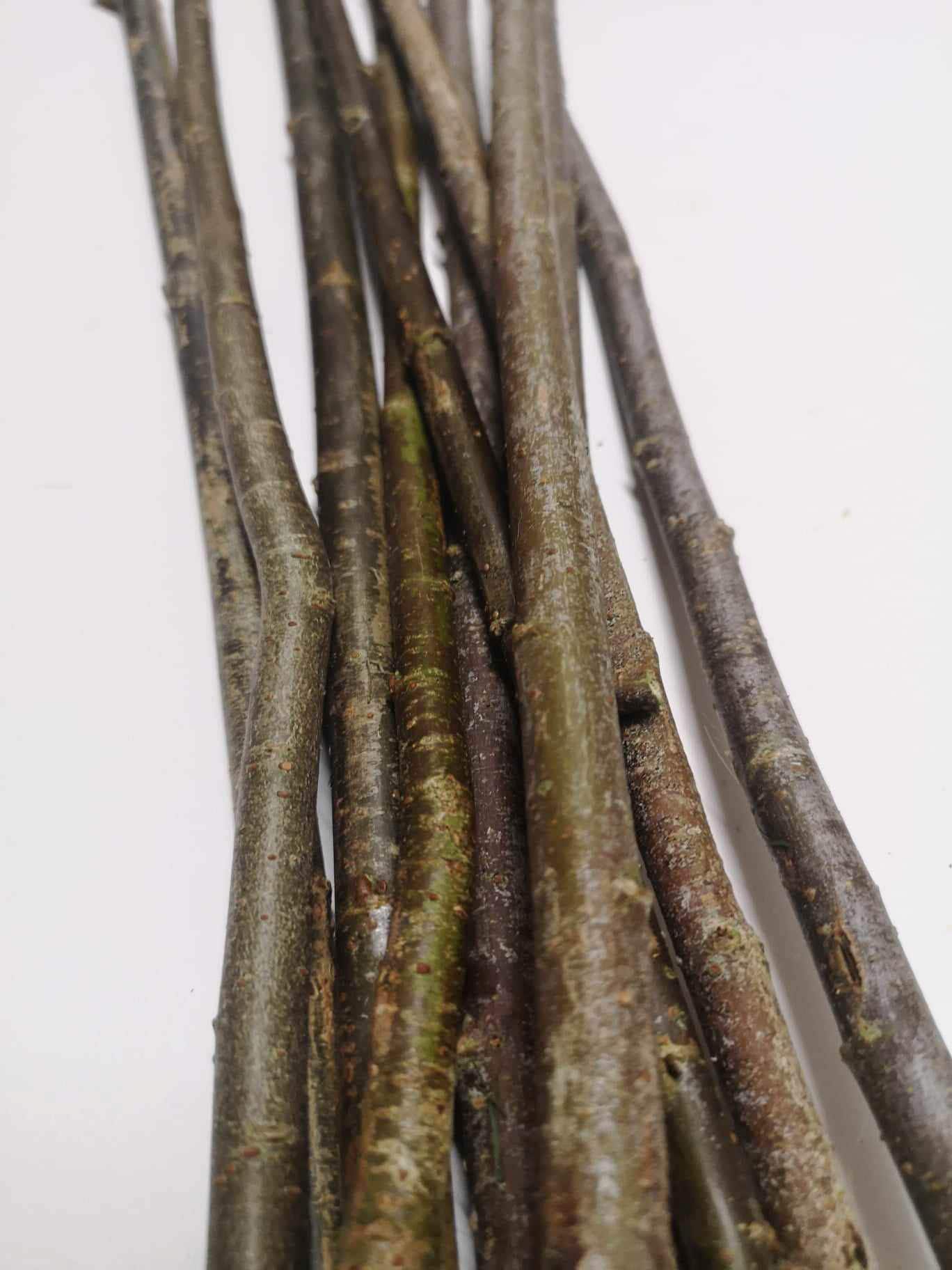 Thick, Fresh Green Willow Sticks, Craft Supply - Celtic Raw Materials ...