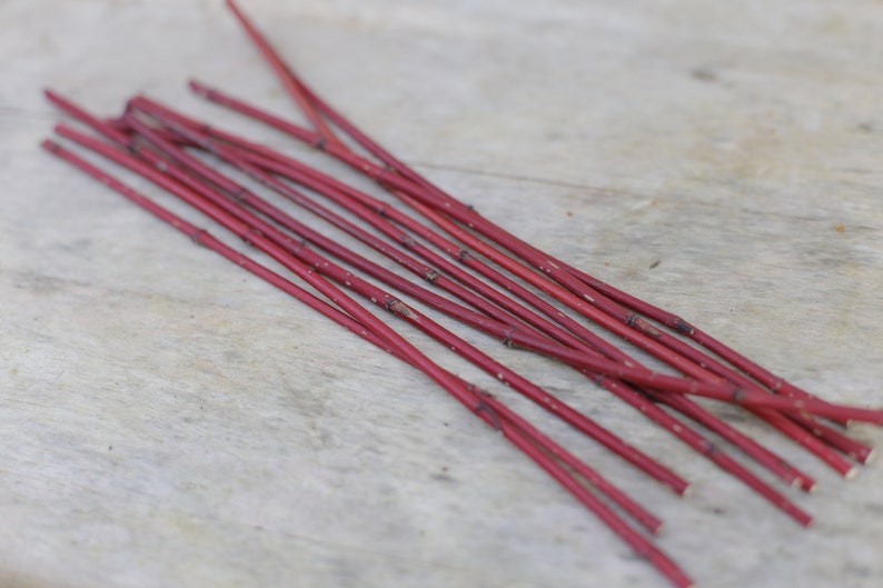 Dogwood Sticks for Crafting, Floral Arrangements Bright RED, Fresh Raw ...