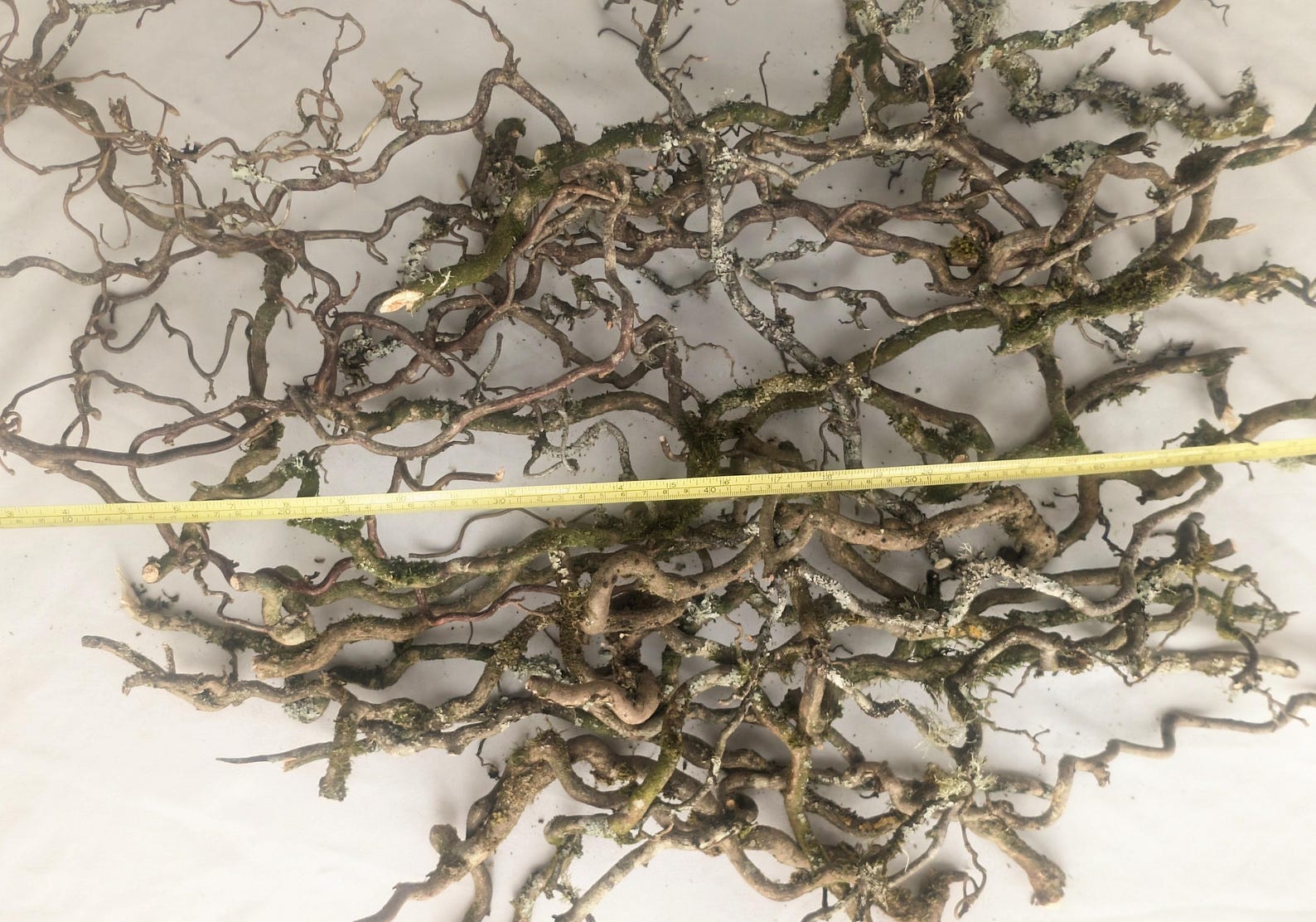 JOB LOT - Twisted Hazel Branches / Twigs. LARGE Narley Lichen and Moss ...