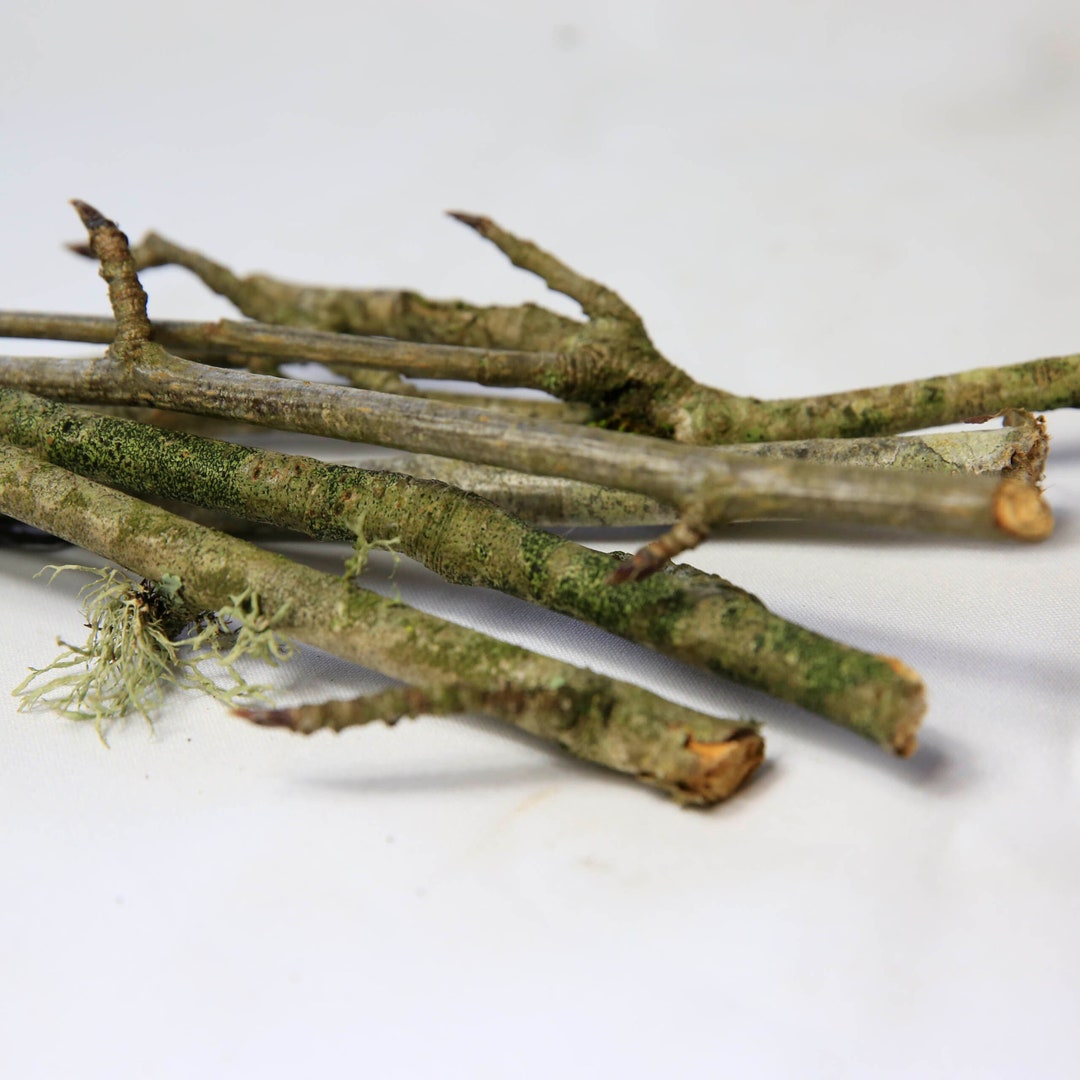 6 Rowan Sticks Freshly Collected From Celtic Wales Includes - Etsy