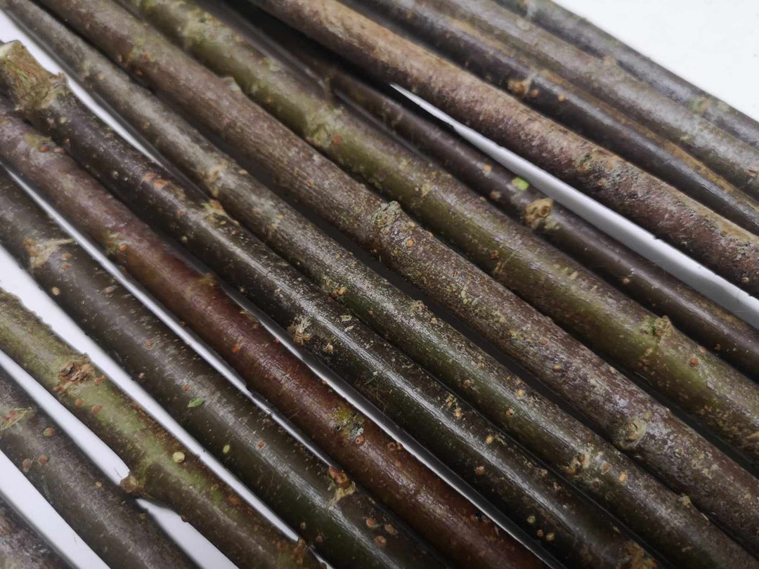 Thick, Fresh Green Willow Sticks, Craft Supply - Celtic Raw Materials ...
