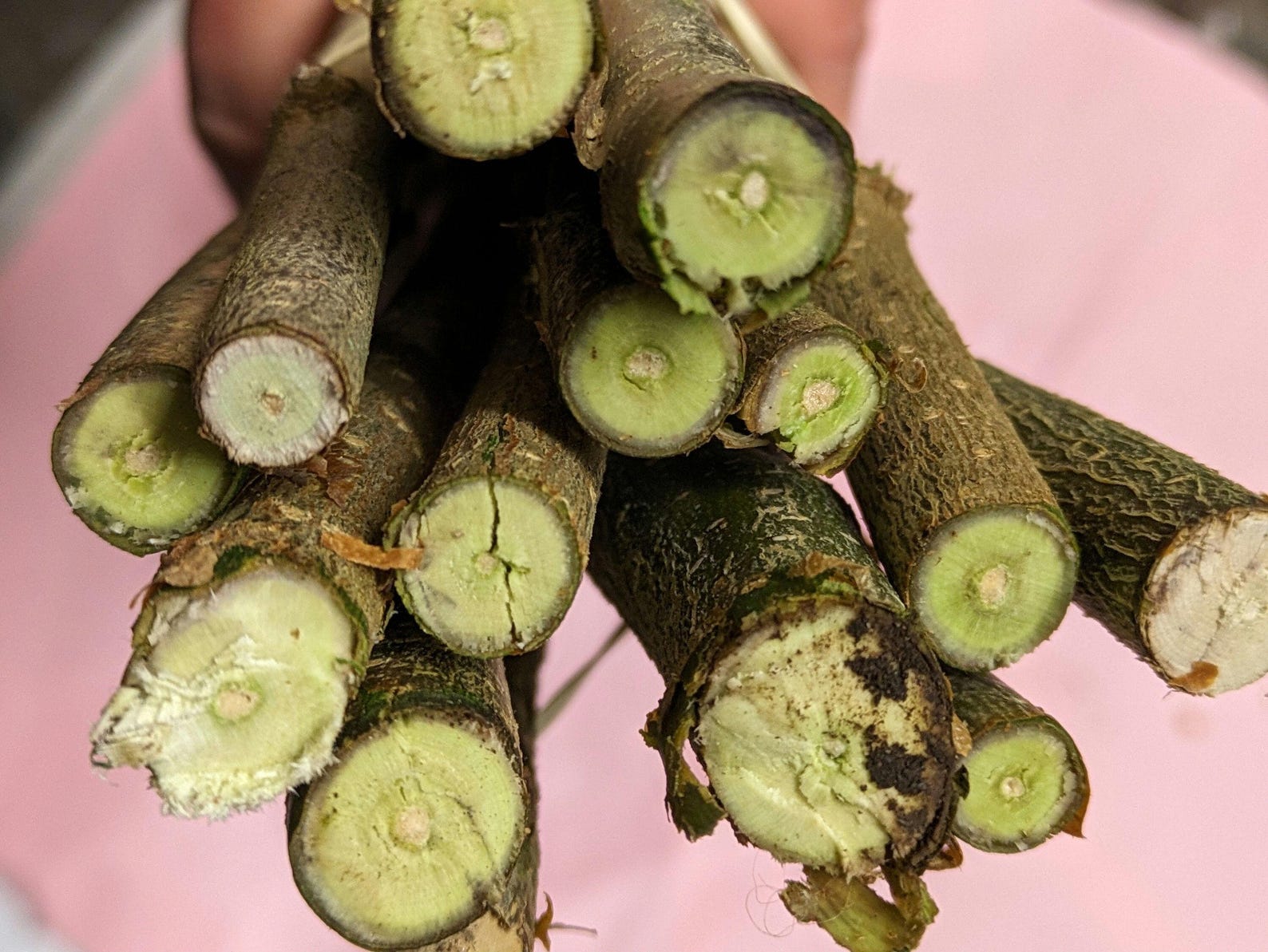 EXTRA THICK Straight Hazel Sticks - Perfect for Whittling, Wood Crafts ...