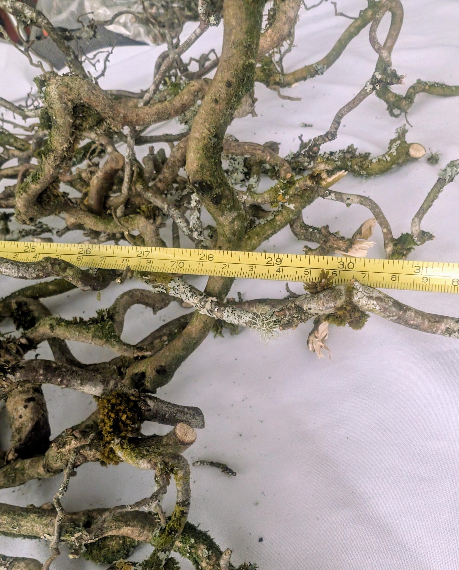 JOB LOT - Twisted Hazel Branches / Twigs. LARGE Narley Lichen and Moss ...