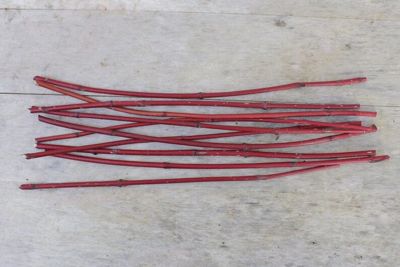 Dogwood Sticks for Crafting, Floral Arrangements Bright RED, Fresh Raw ...