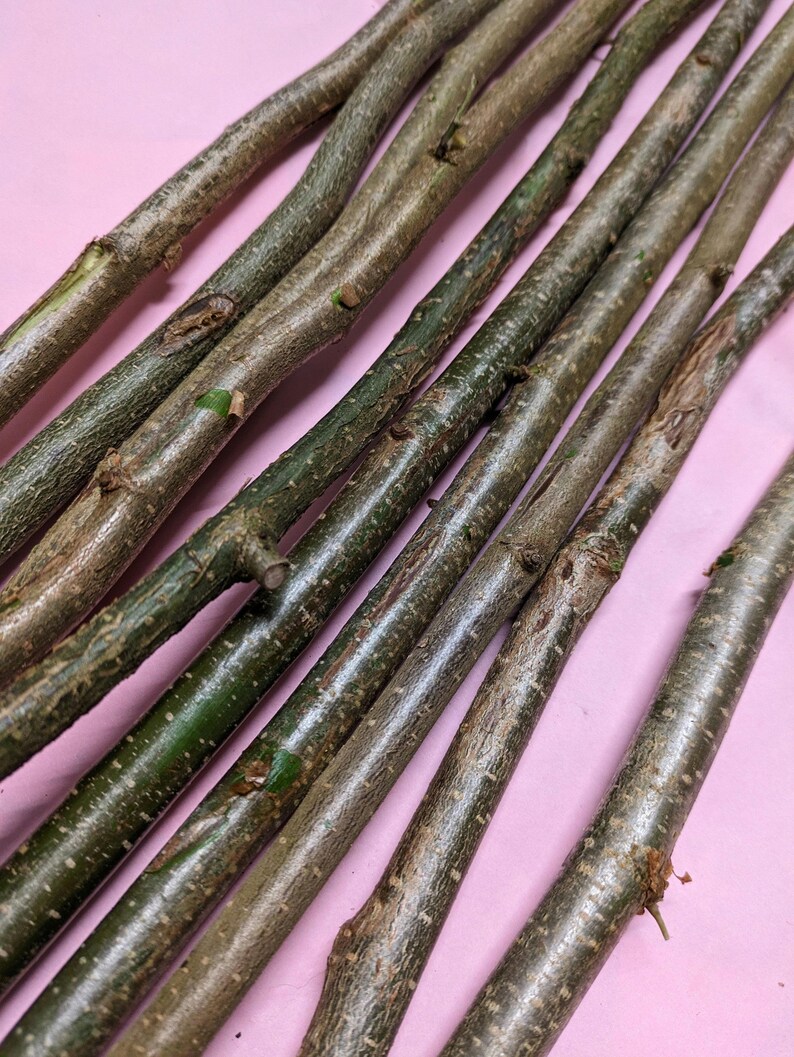 EXTRA THICK Straight Hazel Sticks - Perfect for Whittling, Wood Crafts ...