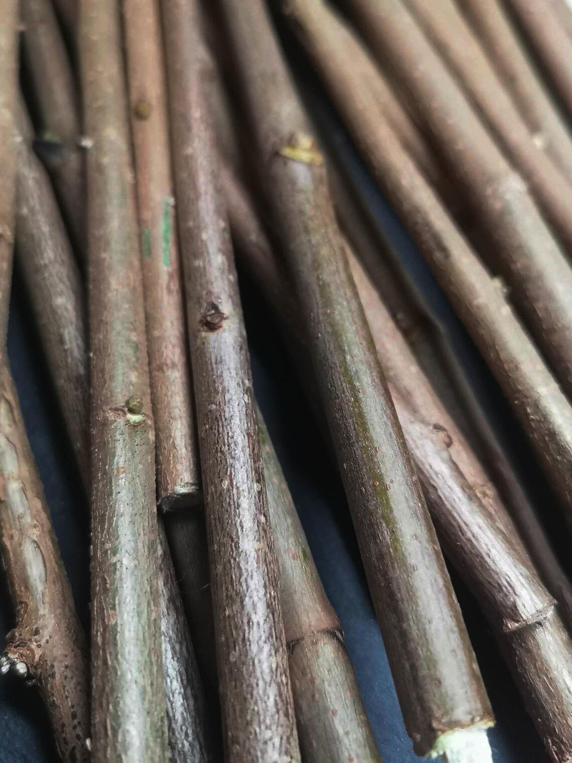 THICK Straight Hazel Sticks - Perfect for Whittling, Wood Crafts, Art ...