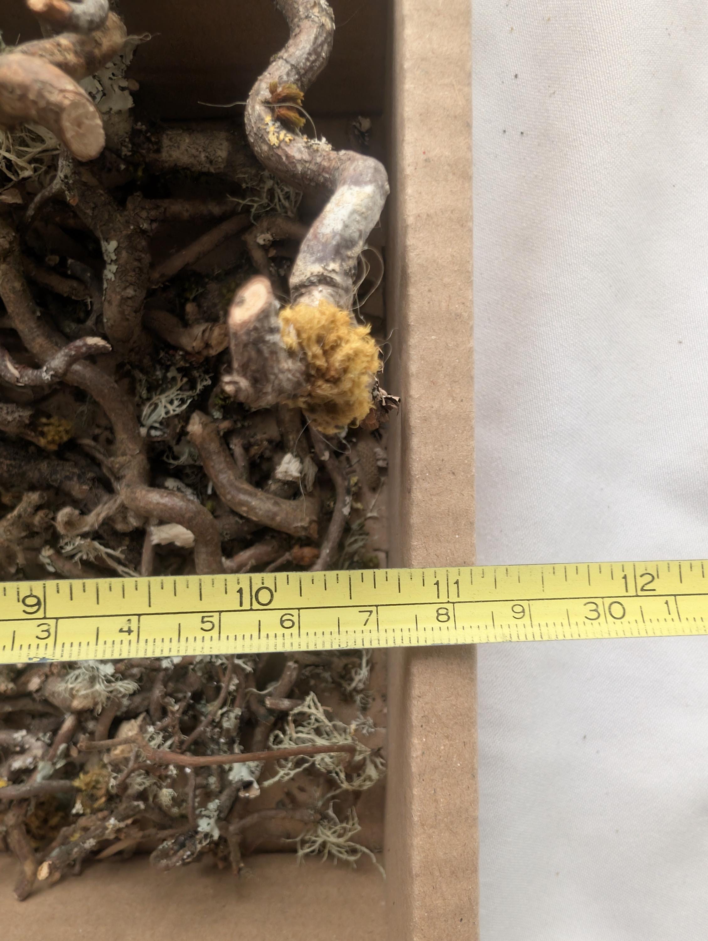 Loads of Mini Twisted Hazel Sticks - Small and Curly Twigs Ideal for ...