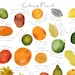 Citrus Art Print Fruit Identification Wall Chart Lemon and Orange ...