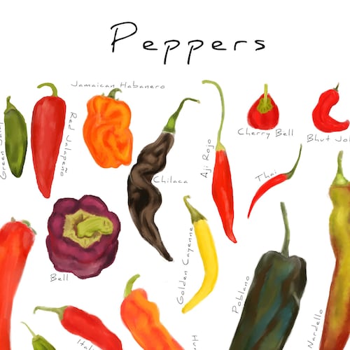 Chilli Pepper Art Print Peppers Wall Chart Peppers Print - Etsy