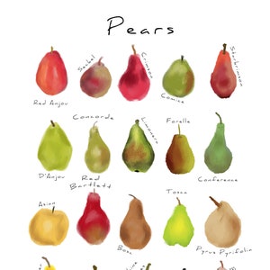 identifying pear varieties