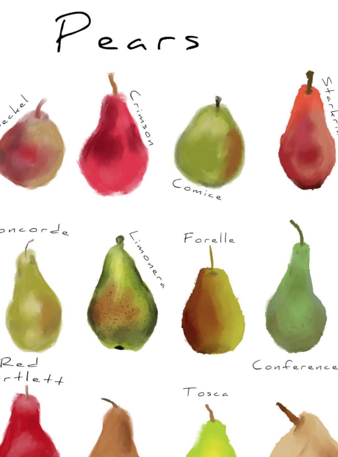 Pear Illustration Art Print: Fruit Identification Chart, Kitchen Decor ...