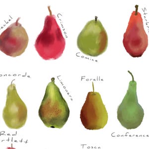 Pear Illustration Art Print: Fruit Identification Chart, Kitchen Decor ...