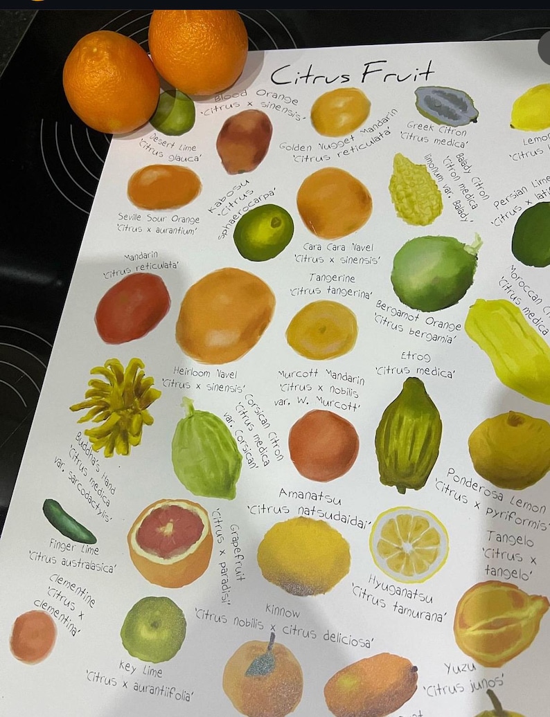 Citrus Fruit Identification Chart: Lemon, Orange Illustration (digital ...