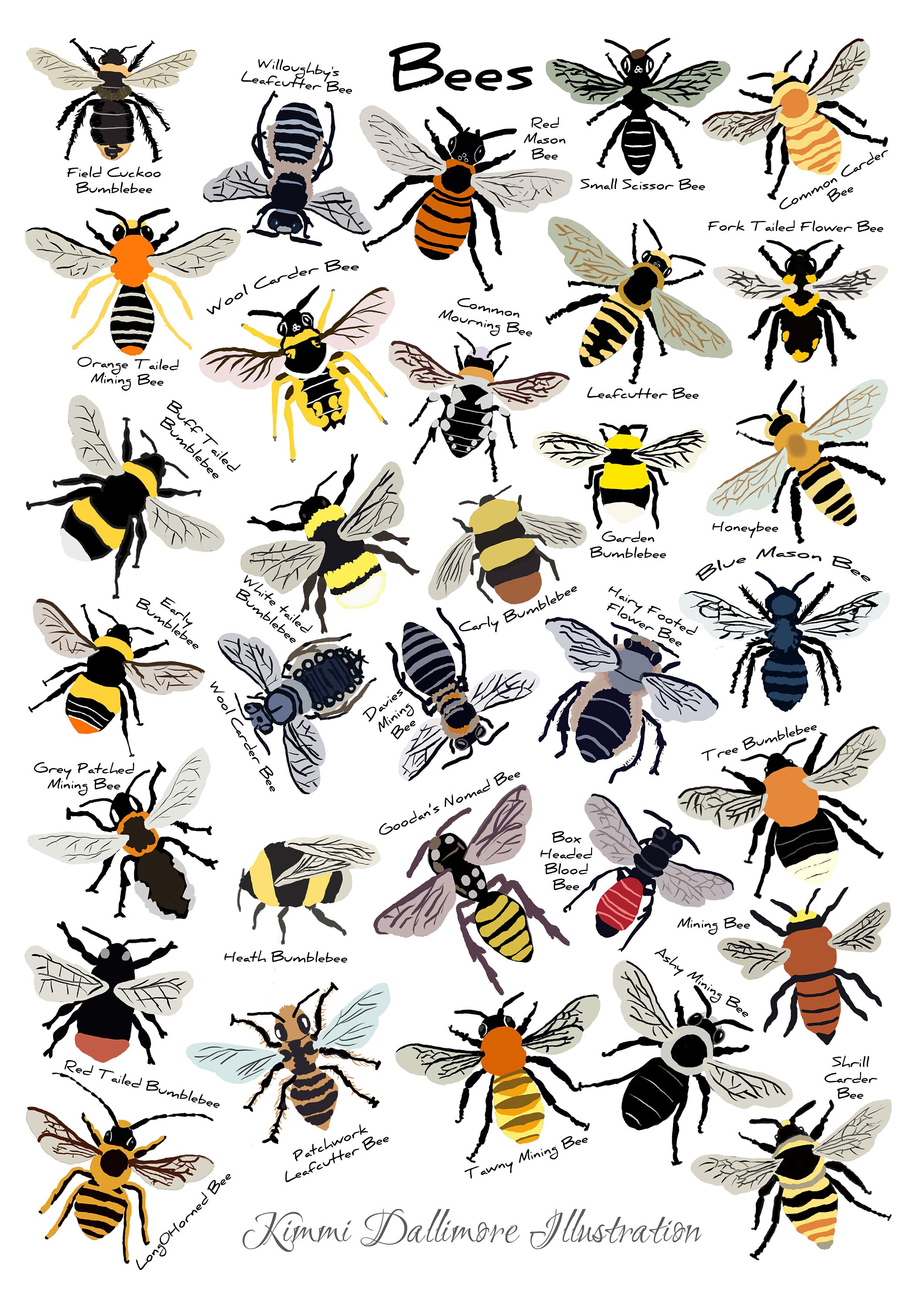 Bee Illustration Art Print, Bee Types Wall Chart, Bee Varieties Art ...