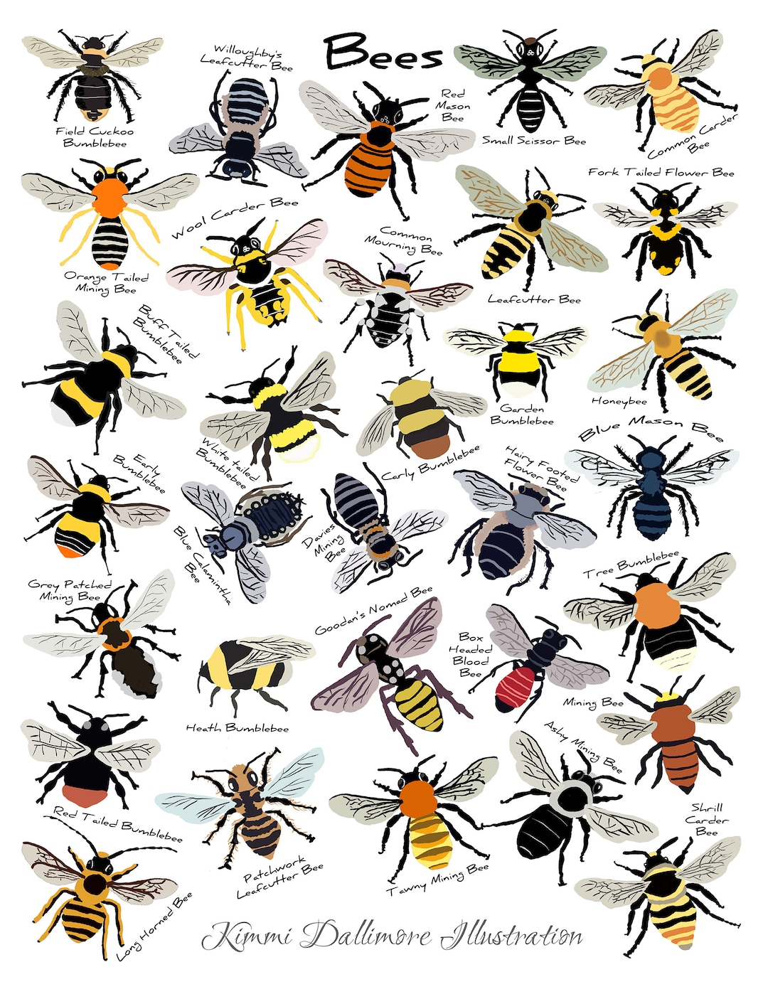 Bee Illustration Art Print, Bee Types Wall Chart, Bee Varieties Art ...